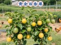 黄金百香果怎么种_黄金百香果种植技术与管理