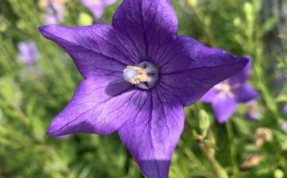 桔梗怎么读_桔梗的正确拼音