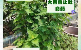 茴香煮多久能熟_茴香煮多久口感最好