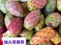 仙人掌果的功效与作用_仙人掌果怎么吃效果最好