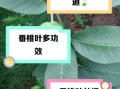 桃子叶的功效与作用_桃子叶能祛痘吗