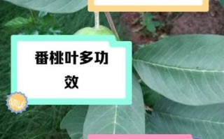 桃子叶的功效与作用_桃子叶能祛痘吗