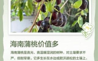 蒲桃怎么吃_蒲桃的正确吃法