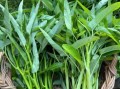 绿叶菜图片大全_哪些绿叶菜最营养