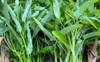 绿叶菜图片大全_哪些绿叶菜最营养