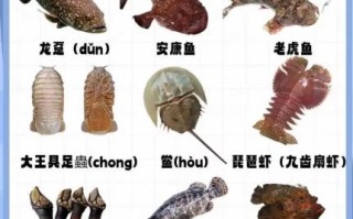 海鲜种类有哪些_海鲜怎么分类