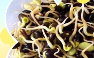 黑豆芽的营养价值及功效_黑豆芽怎么吃最健康