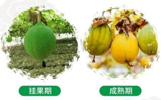 瓜蒌根的功效与作用_瓜蒌根怎么吃效果最好