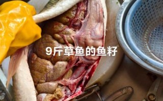 草鱼鱼籽的营养价值_草鱼鱼籽的功效与作用