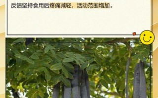 皂角刺的功效与作用_皂角刺能治什么病