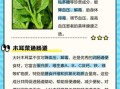 木耳菜图片功效与作用_孕妇能吃吗