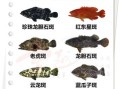石斑鱼种类有哪些_石斑鱼怎么区分