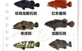 石斑鱼种类有哪些_石斑鱼怎么区分
