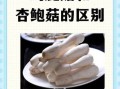 鸡腿菇长什么样_鸡腿菇和杏鲍菇区别