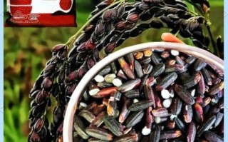 血糯米的营养价值及功效与作用_血糯米怎么吃补血最快