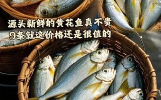 黄花鱼多少钱一斤_黄花鱼价格为什么波动大