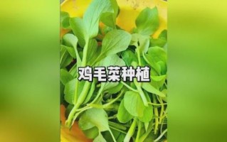 鸡毛菜什么时候种最好_鸡毛菜种植方法全过程