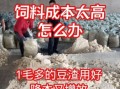 豆腐渣怎样发酵做饲料_豆腐渣发酵饲料制作方法