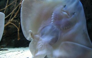 蝙蝠鱼怎么烧_蝙蝠鱼的家常做法