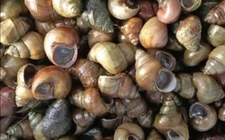 淡水螺的种类有哪些_如何区分常见淡水螺