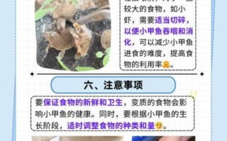 小甲鱼苗怎么养_小甲鱼苗喂什么