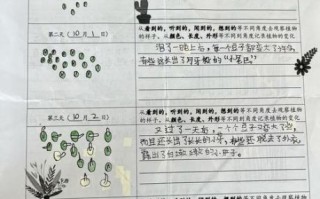 小学生发豆芽记录过程_怎么写观察日记