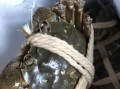 阳澄湖大闸蟹产地在哪里_正宗阳澄湖大闸蟹产地