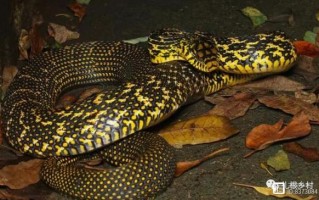 一里王锦蛇_十里无毒蛇是真的吗