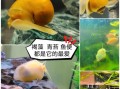 黄螺怎么清洗_黄螺做法大全