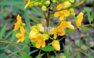 番泻叶图片长什么样_番泻叶真假辨别方法