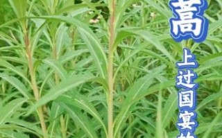 芦蒿叶子泡茶的功效与作用_芦蒿叶茶能天天喝吗