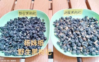 黑枸杞多少钱一斤_黑枸杞价格为什么差别大