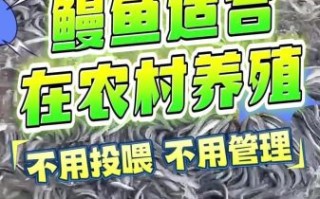 鳗鱼养殖基地怎么选_鳗鱼养殖基地投资成本