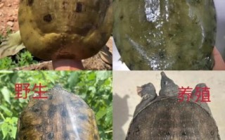 老鳖图片怎么分辨_老鳖和甲鱼区别在哪