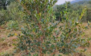 白花油茶树怎么种_白花油茶树种植技术