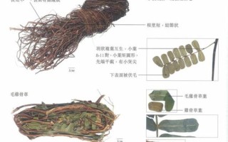 鸡骨草长什么样_鸡骨草图片特征解析