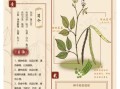 绿豆的功效与作用是什么_绿豆怎么吃最降火