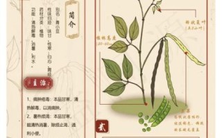 绿豆的功效与作用是什么_绿豆怎么吃最降火