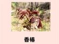 香椿吃了有什么好处_香椿营养价值高吗