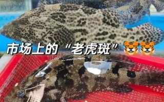 老虎斑长什么样_老虎斑多少钱一斤