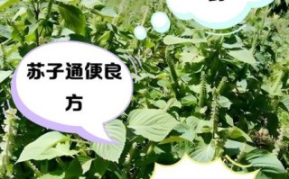 苏子是什么植物_苏子的功效与作用