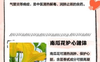 南瓜花能吃吗_南瓜花的功效与禁忌