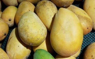 芒果过敏脸肿会自愈吗_多久能消肿 芒果过敏脸肿会自愈吗_多久能消肿