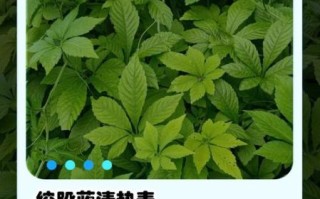 绞股蓝能降三高吗_绞股蓝茶怎么喝最有效