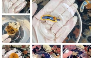 海兔人是什么_海兔人怎么养