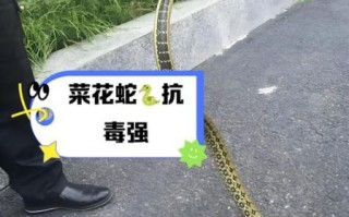 菜花蛇为什么那么臭_菜花蛇臭味来源