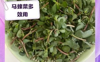 马蜂菜孕妇能吃吗_孕妇吃马蜂菜注意事项