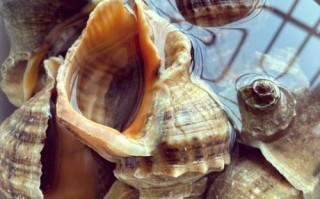 水煮海螺煮多久_海螺煮多长时间才熟