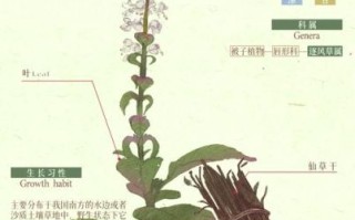 仙草冻怎么做_仙草冻做法步骤