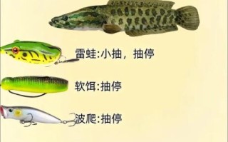 钓鱼禁用饵料有哪些_为什么被禁止